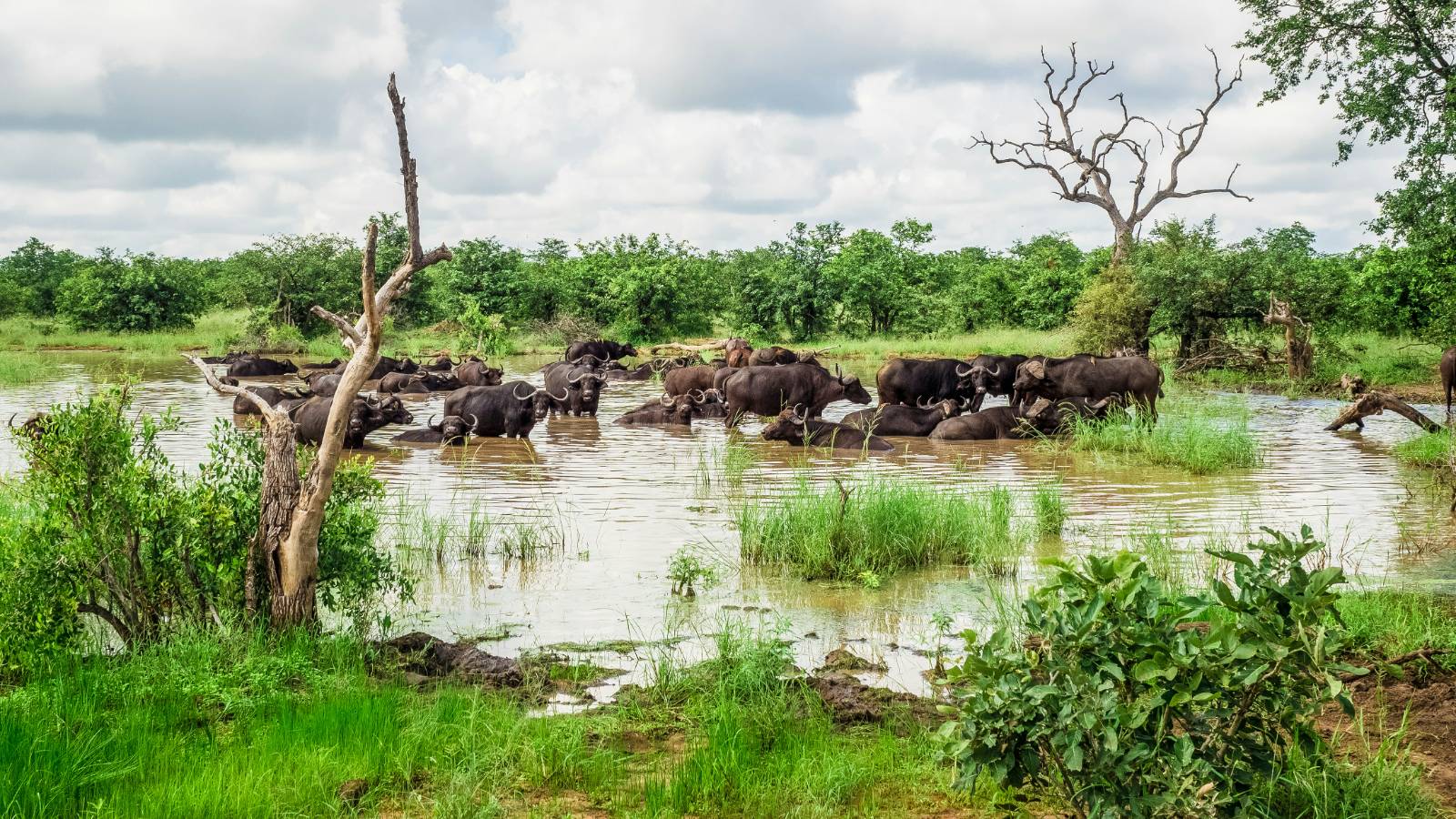 African Big 5 Wildlife Conservation Volunteer Project South Africa