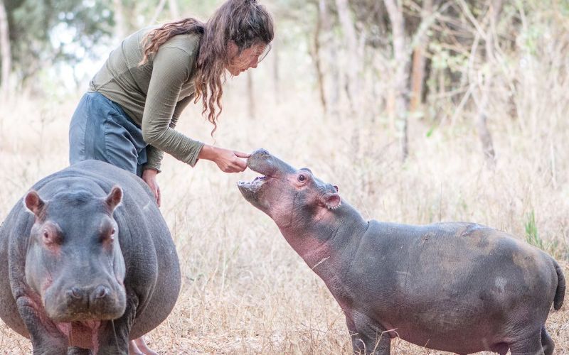 Wildlife Rehabilitation Volunteer Project in South Africa